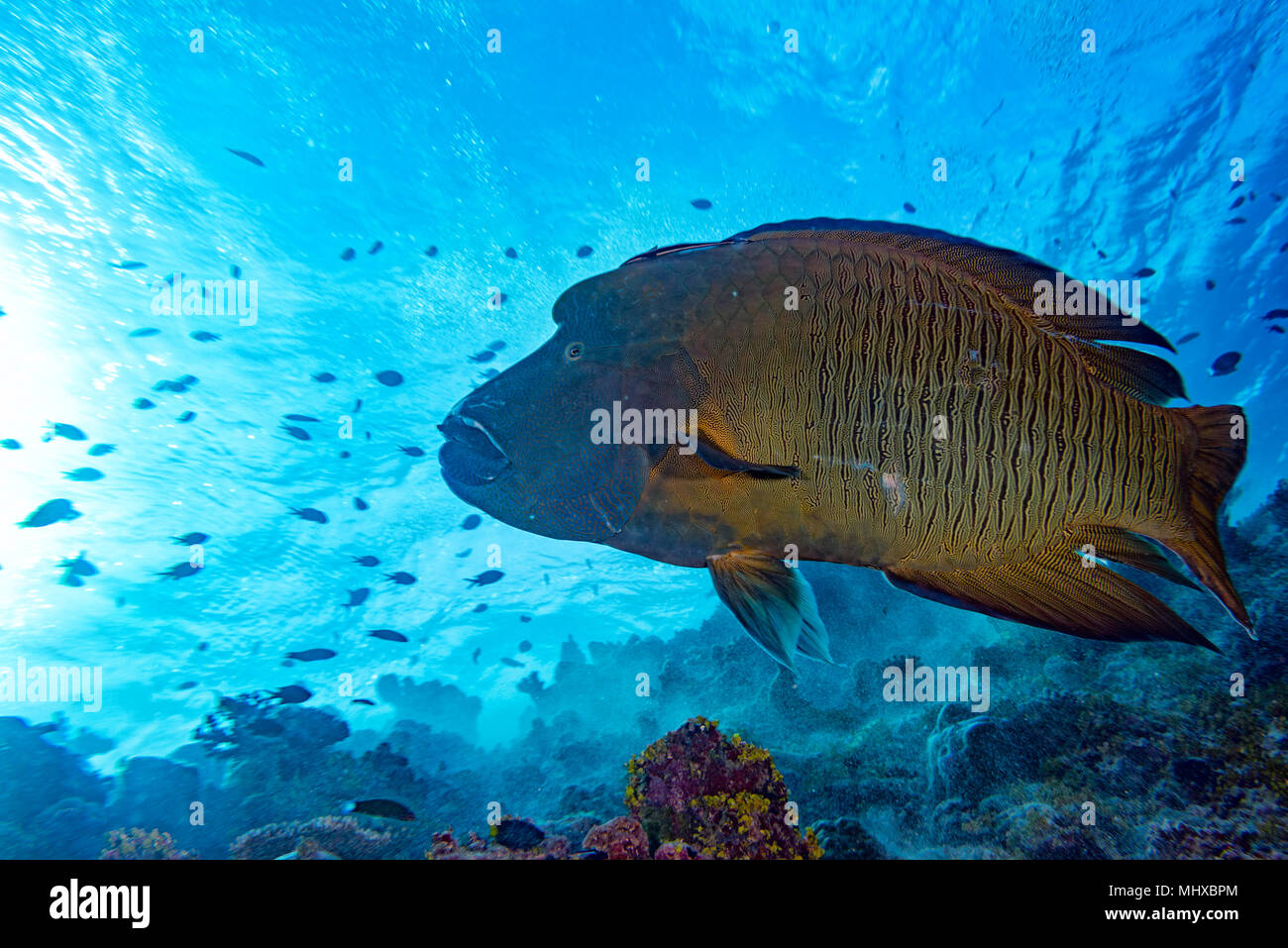 napoleon fish in the blue reef background while coming to you Stock ...