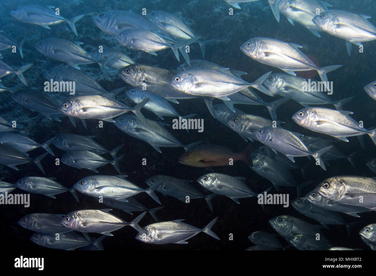 Giant trevally caranx fish on the black night dive background Stock ...