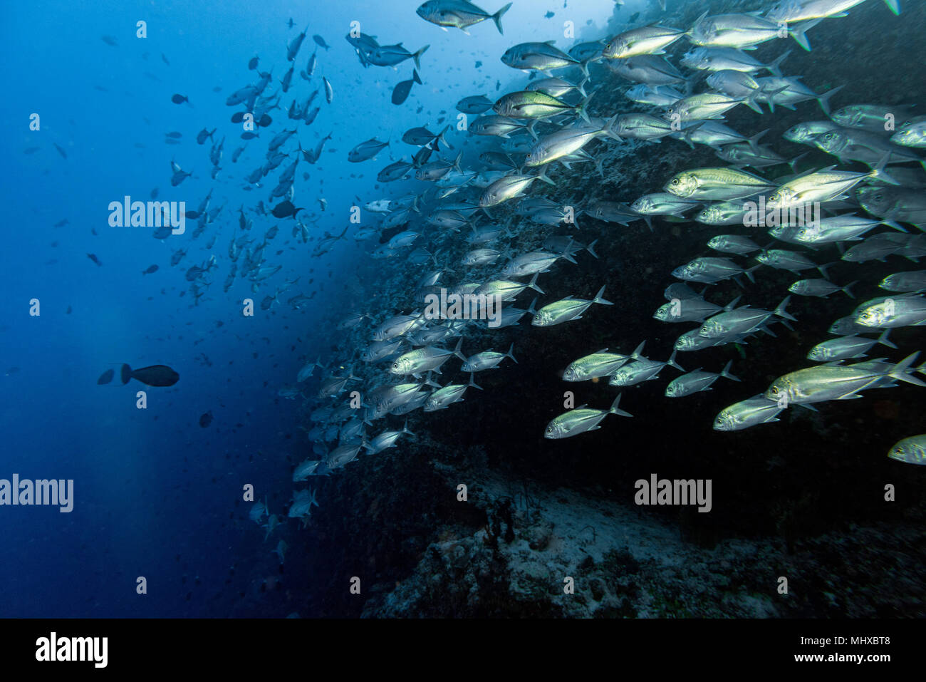 School of Giant trevally caranx fish on the deeep blue ocean background ...