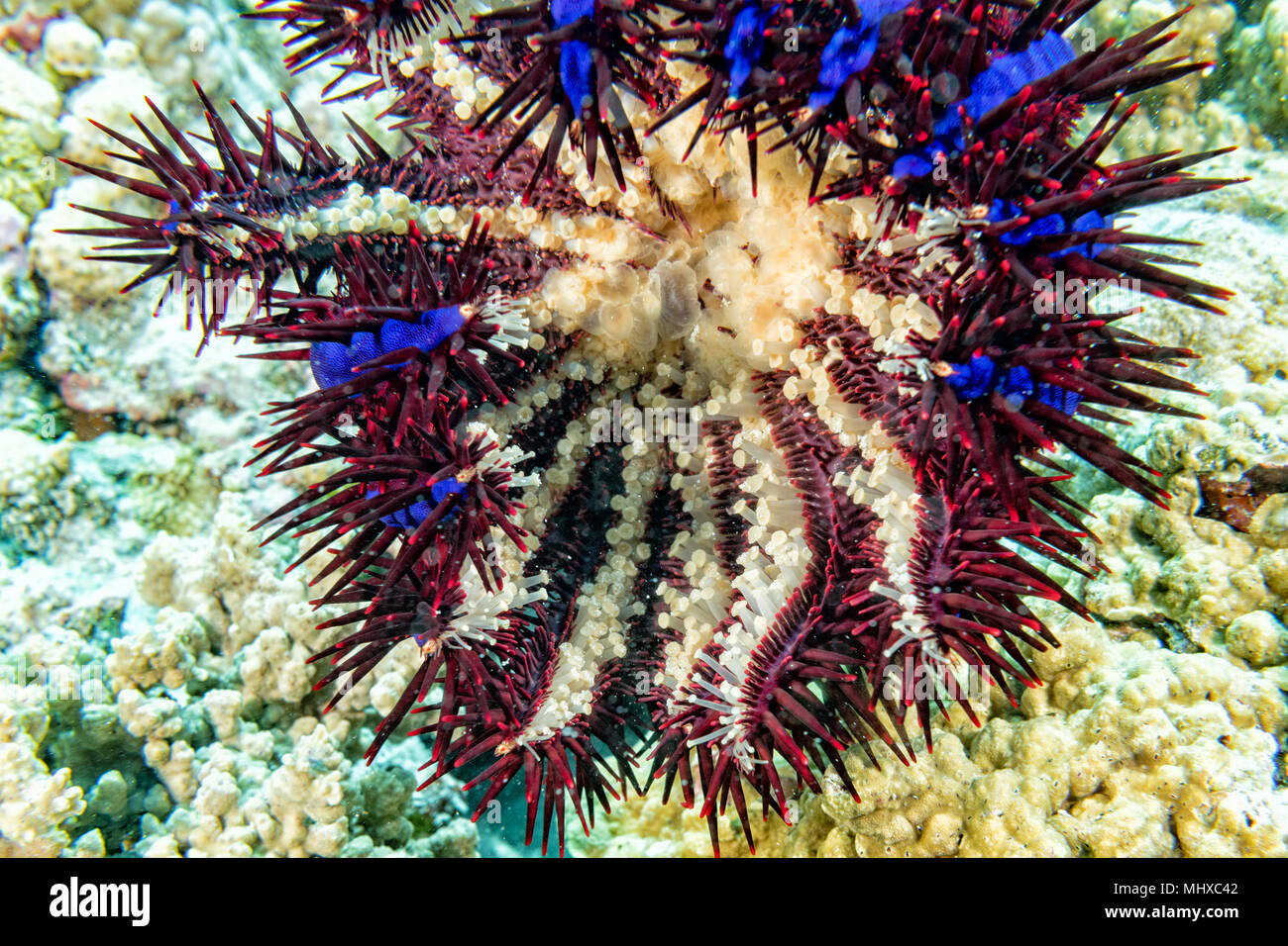 Coral eating crown of thorns starfish hi-res stock photography and ...