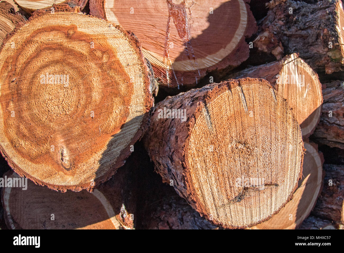 Wood Logs on countryside background Stock Photo - Alamy