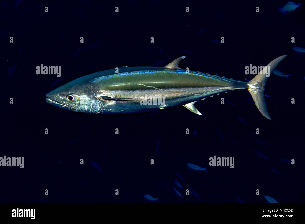 Yelllowfin tuna underwater in the deep blue sea Stock Photo - Alamy