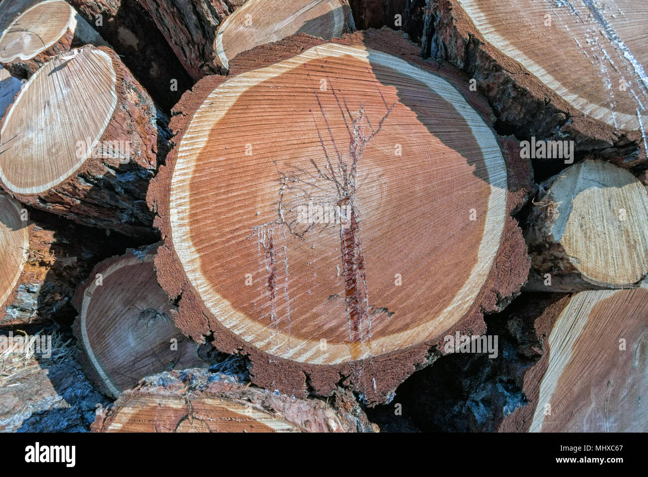 Wood Logs on countryside background Stock Photo - Alamy