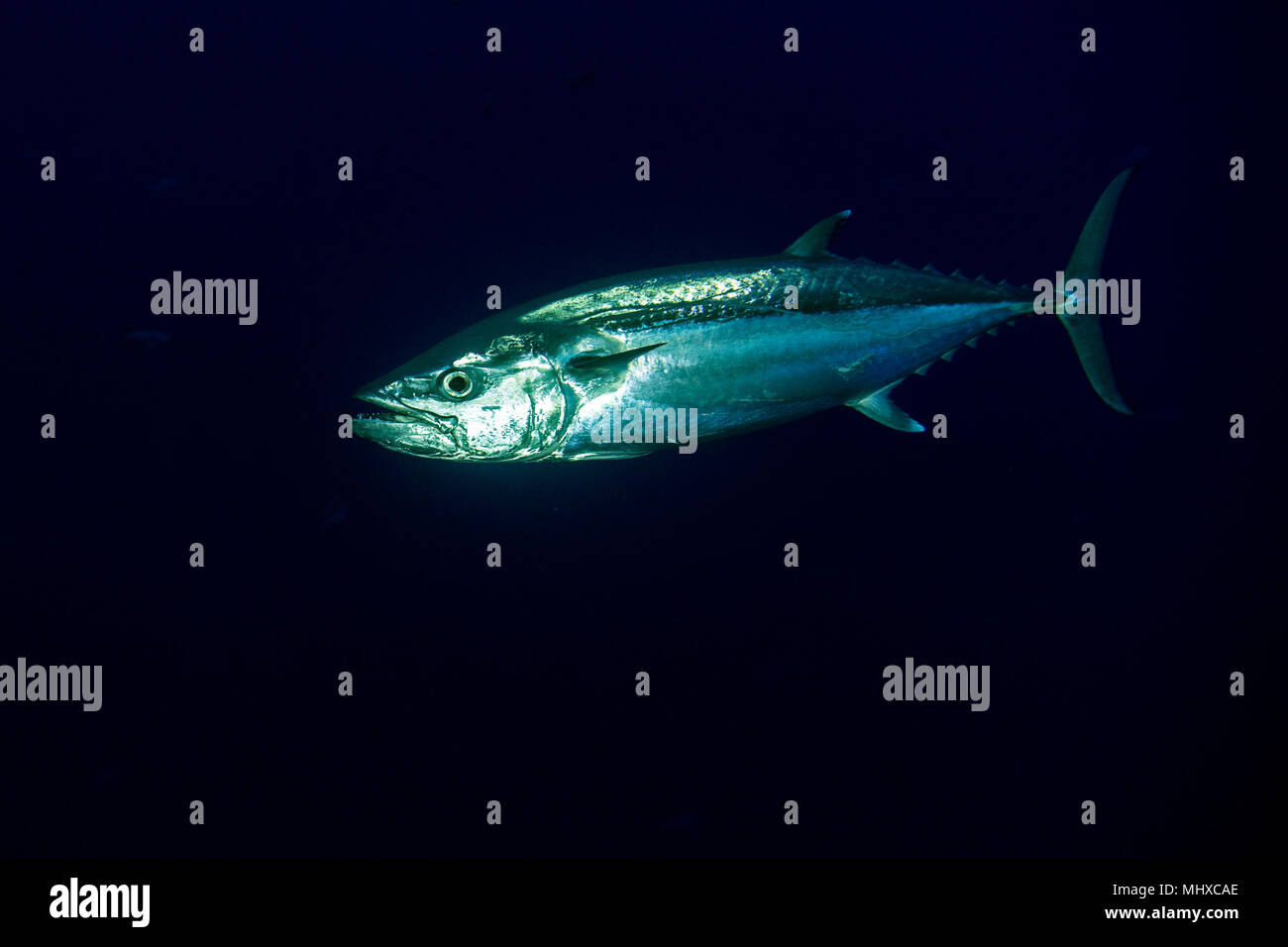 Yelllowfin tuna underwater in the deep blue sea Stock Photo - Alamy