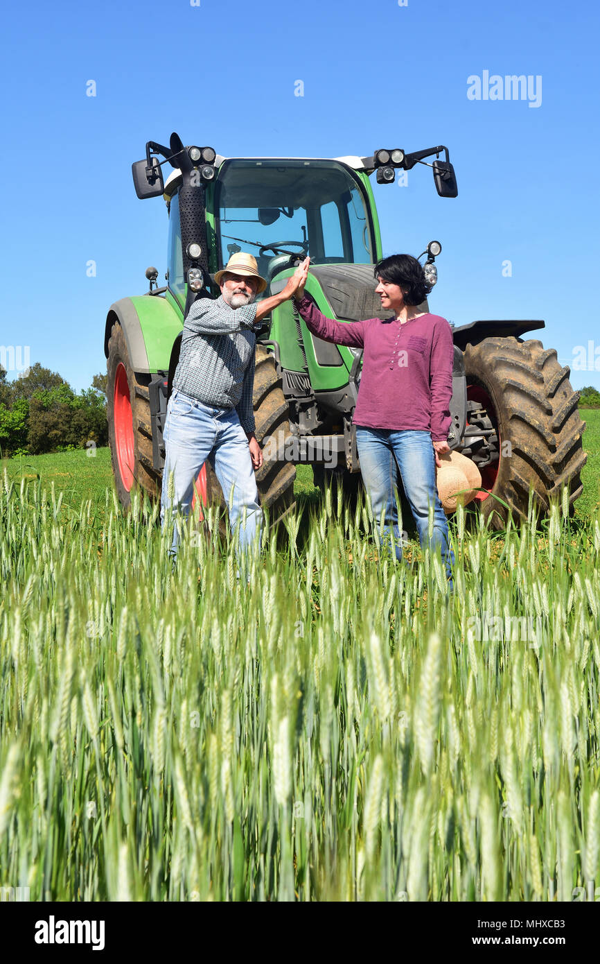 Farm workers hands wheat hi-res stock photography and images - Alamy