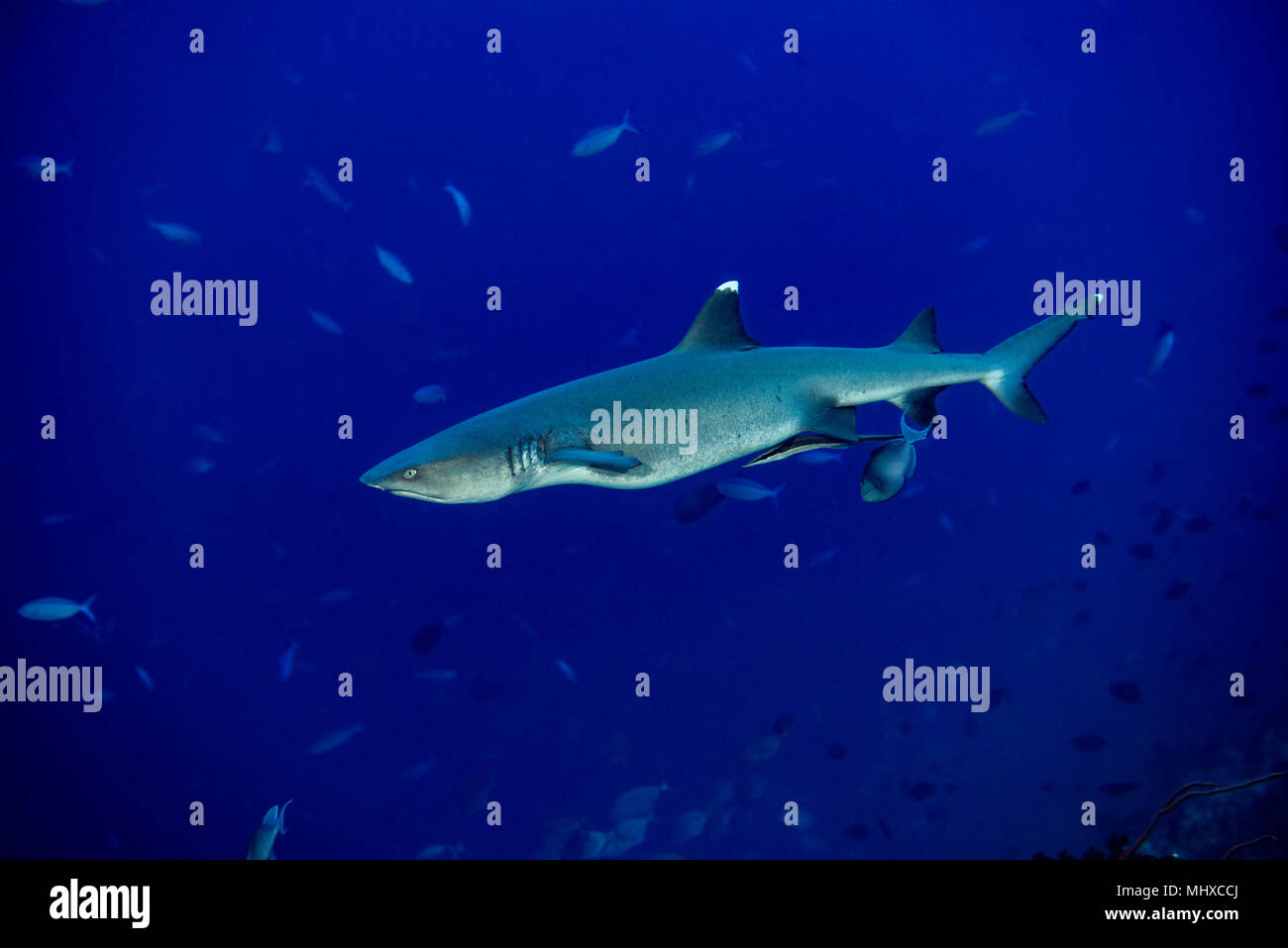 white tip reef shark jaws close up portrait while looking at you while ...