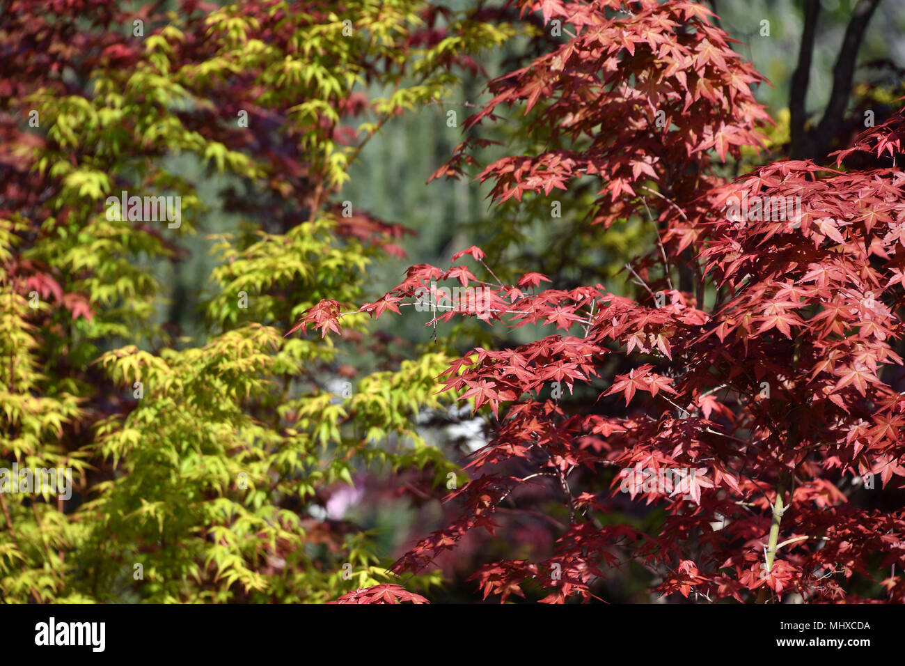 Maple tree leaves close up detail Stock Photo - Alamy