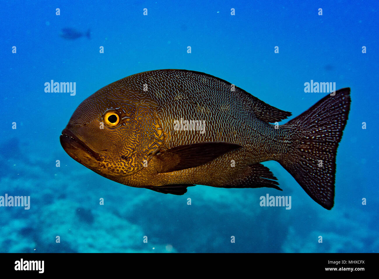 Diver school bluestripe snappers lutjanus hi-res stock photography and ...