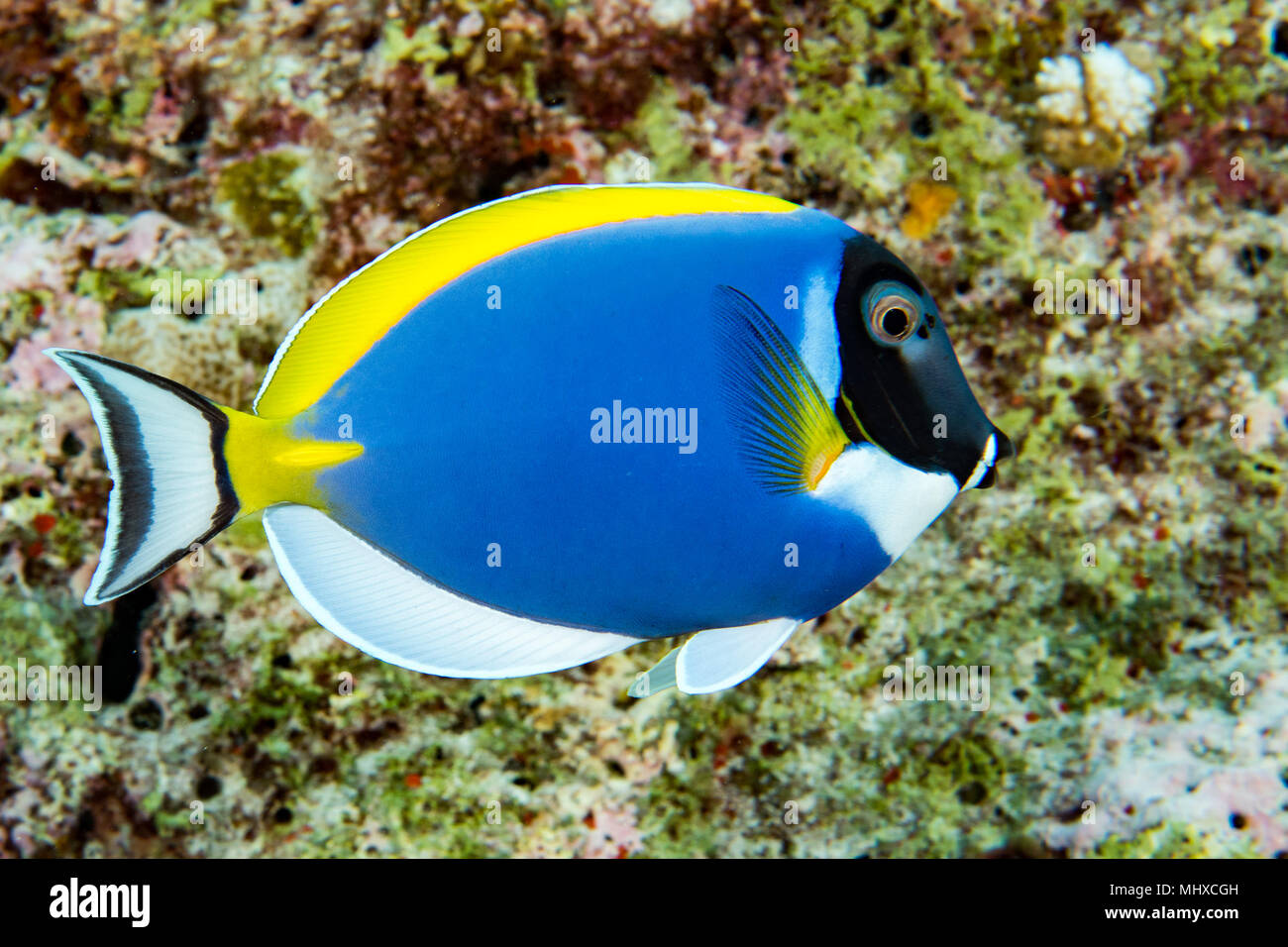 surgeon fish in the blue while diving in maldives Stock Photo - Alamy