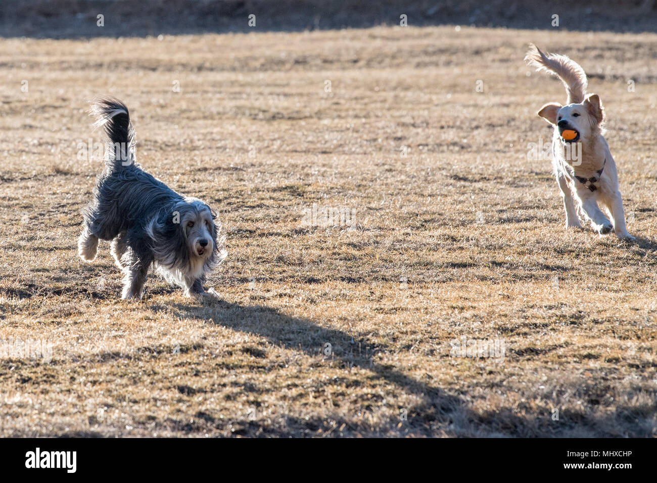 happy dogs running to you and jumping Stock Photo - Alamy