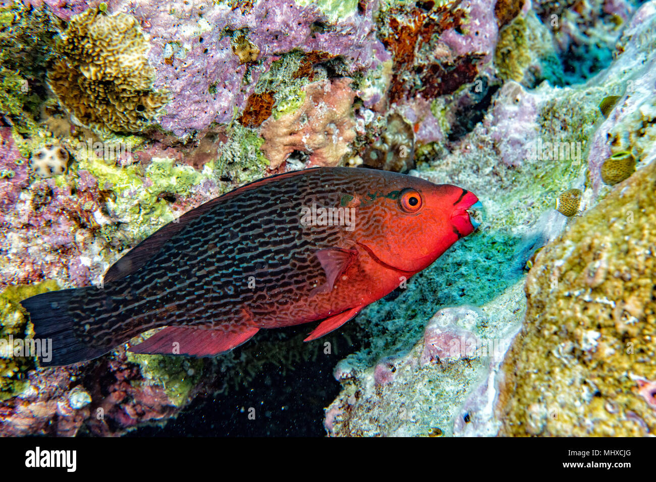 Parrot fish hi-res stock photography and images - Alamy