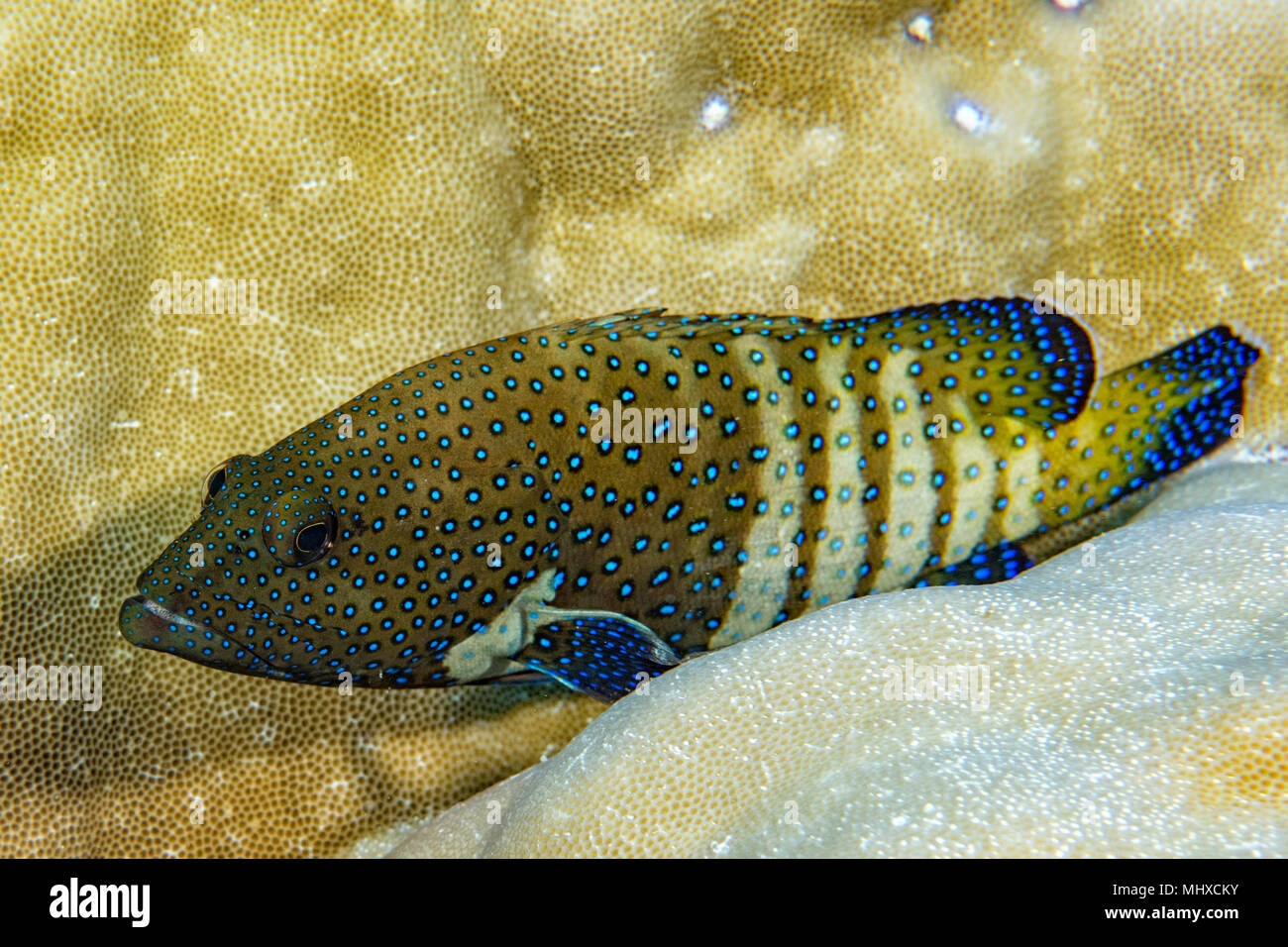 colorful grouper on the reef background Stock Photo - Alamy