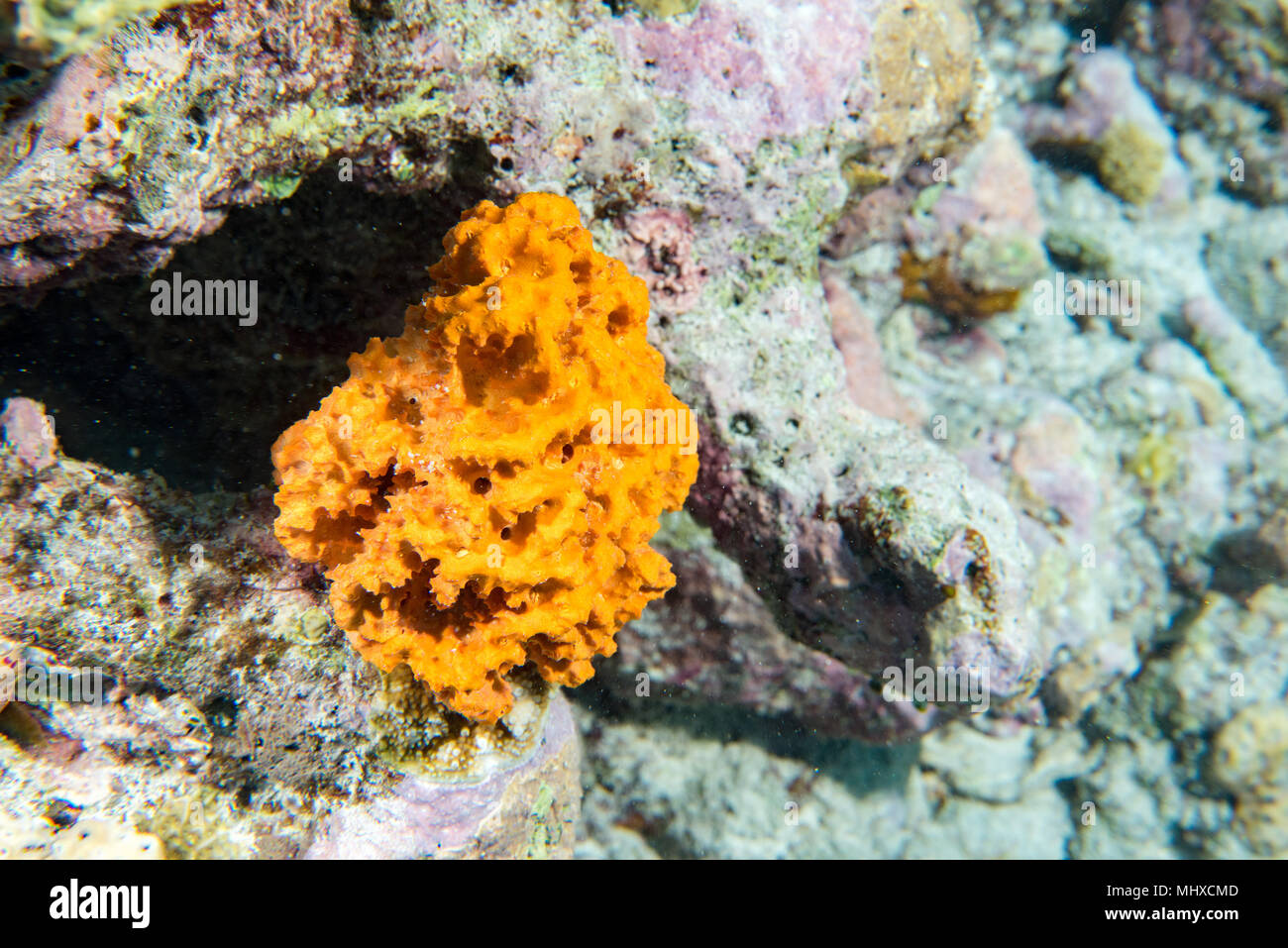Orange sponge in the reef background Raja Ampat Papua, Indonesia Stock ...