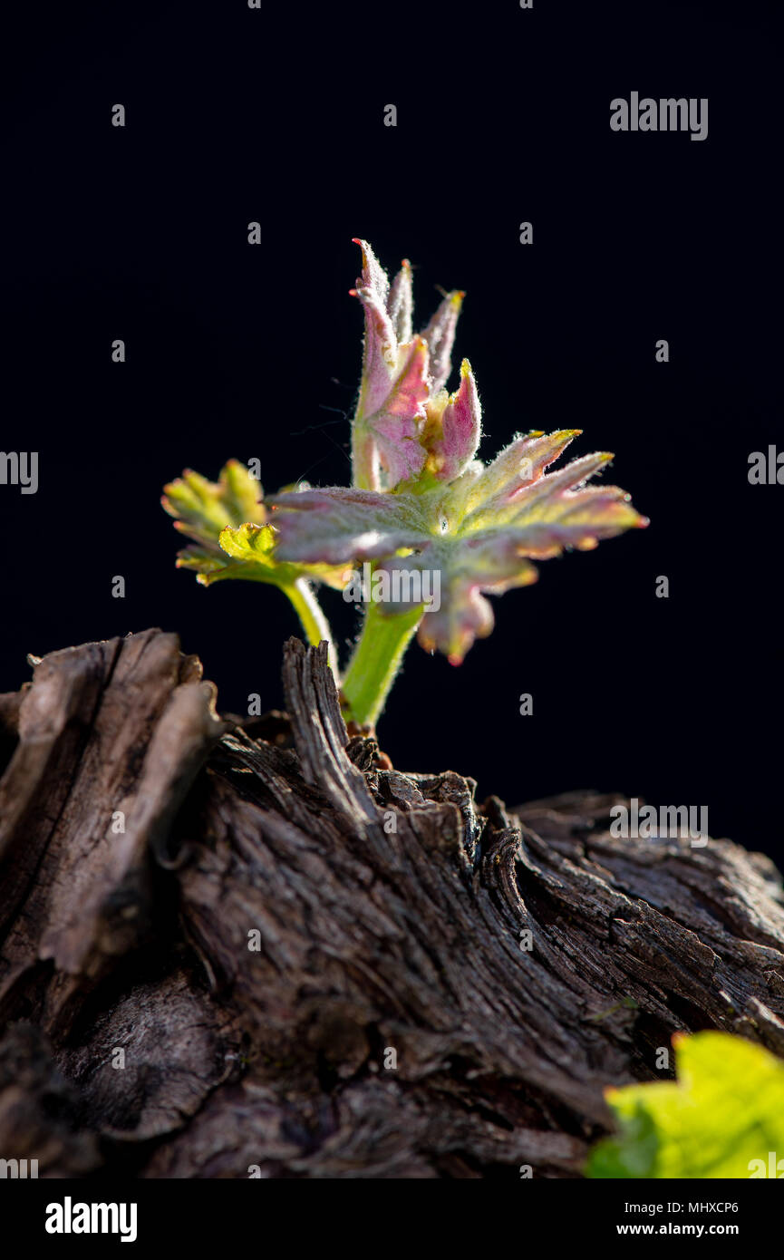 New bug and leaves sprouting at the beginning of spring on a trellised ...