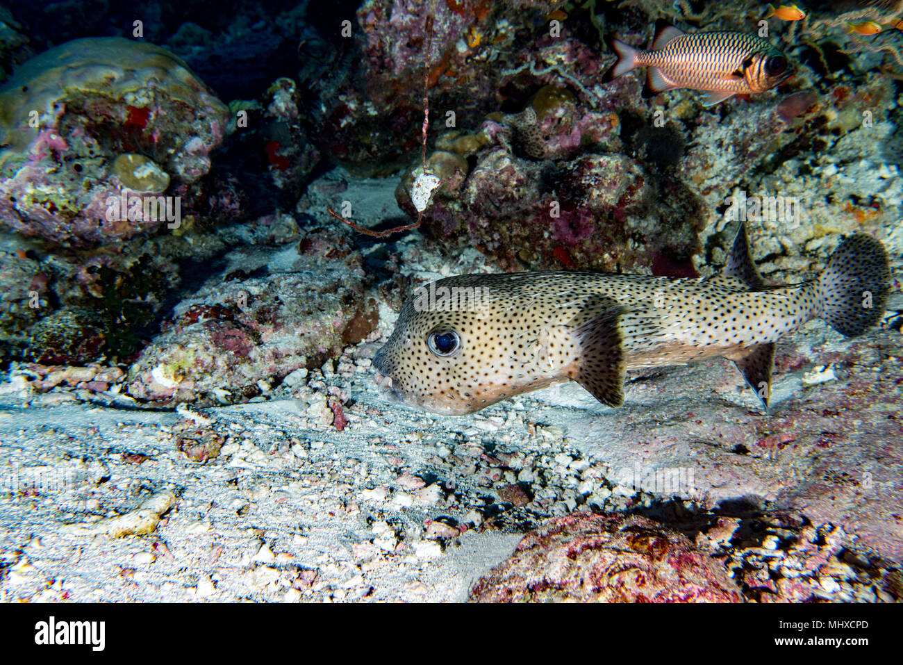 Black spotted boxfish hi-res stock photography and images - Alamy
