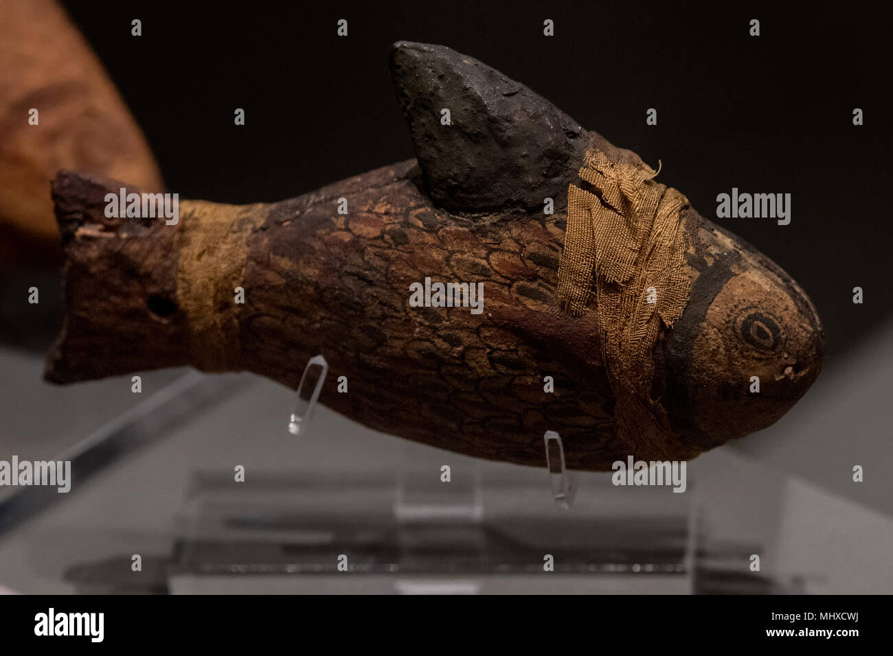 Mummy Fish High Resolution Stock Photography and Images - Alamy