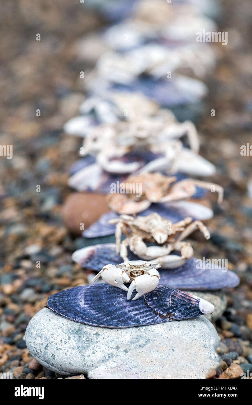 coral and shell sand close up detail Stock Photo - Alamy