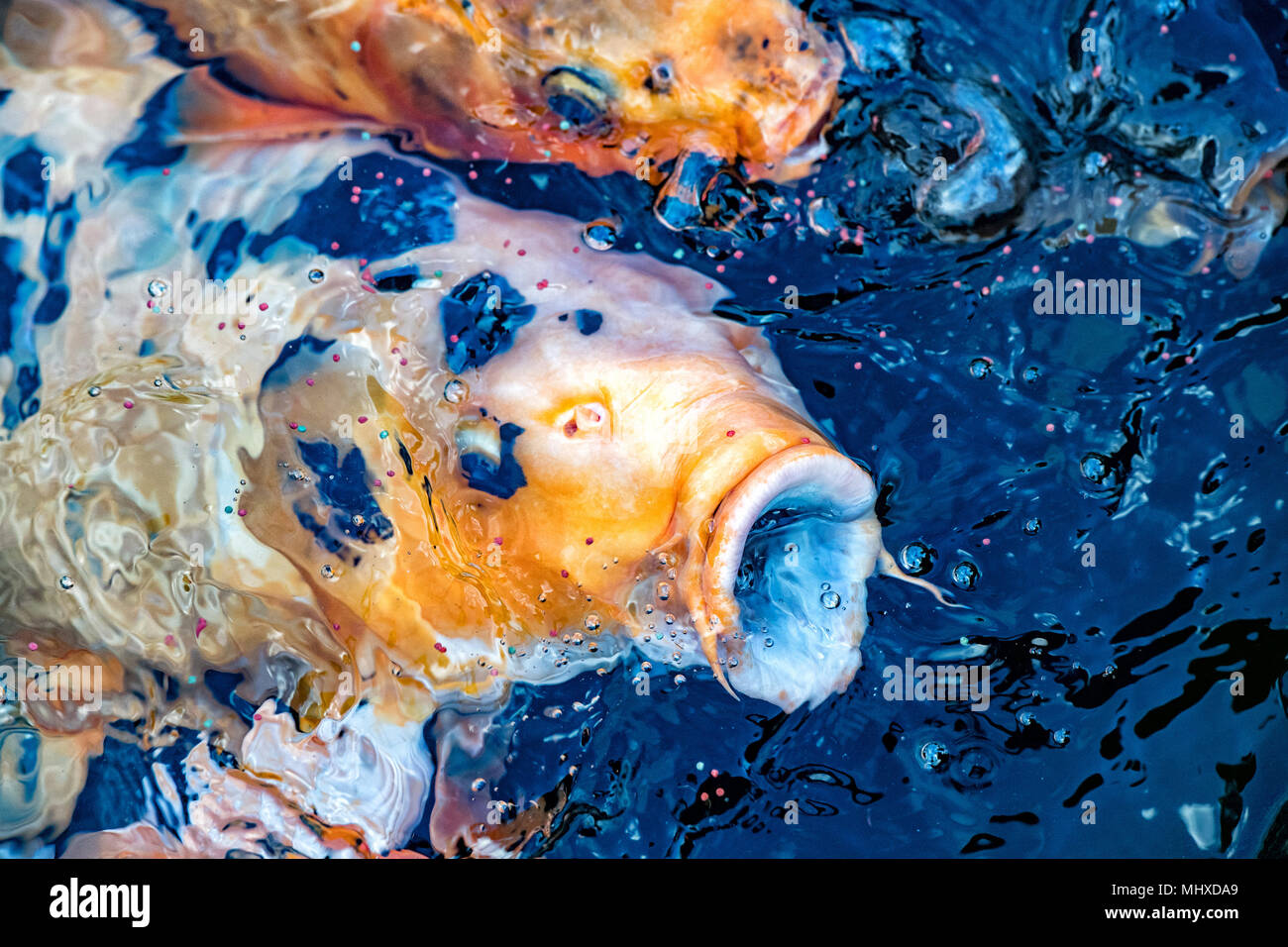 Carp open mouth hi-res stock photography and images - Alamy