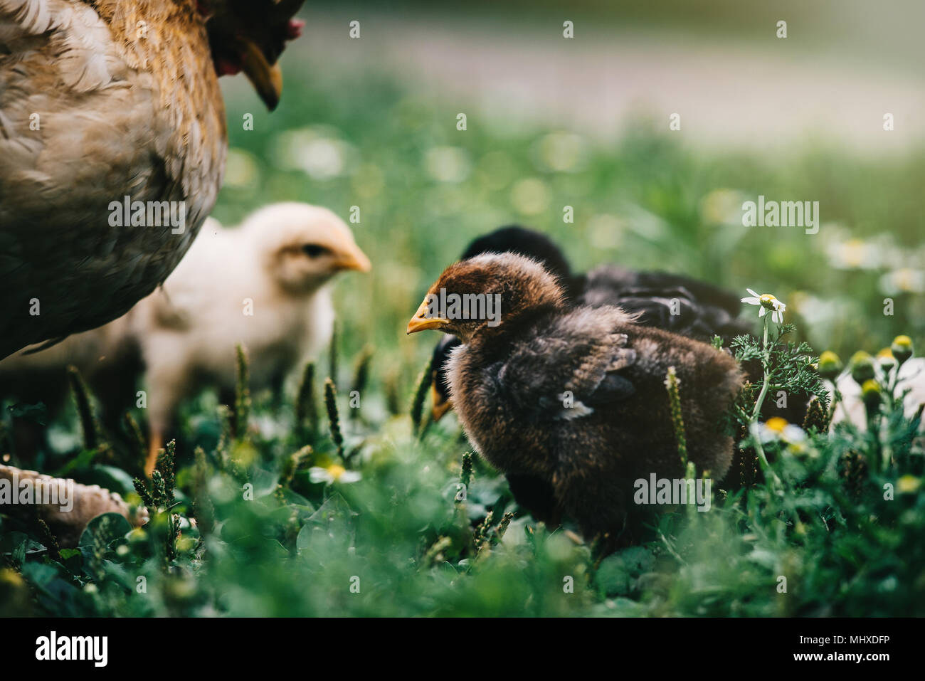 Mother hen with her baby chicks walking on the grass looking for ...