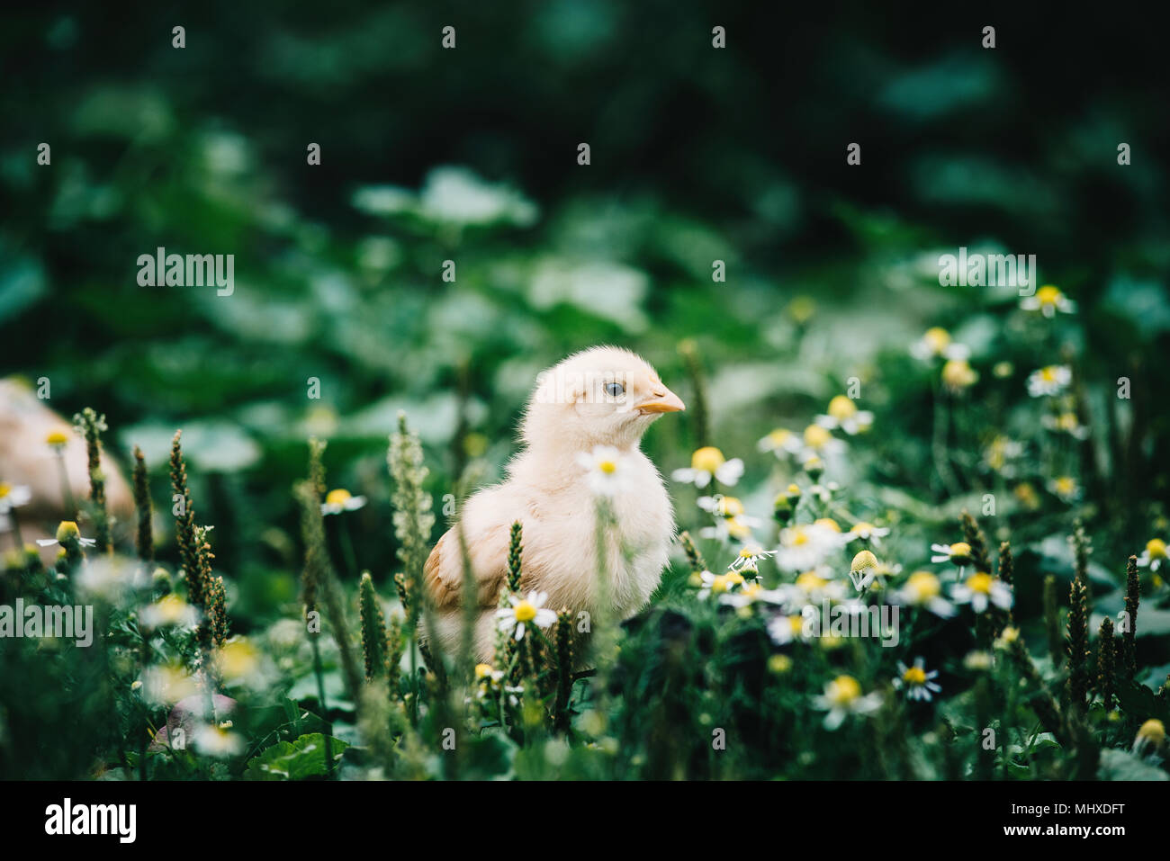 Angry chicken hi-res stock photography and images - Alamy