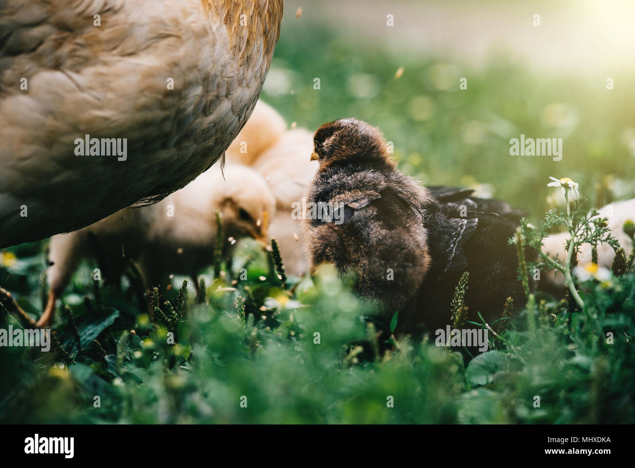 Mother hen with her baby chicks walking on the grass looking for ...