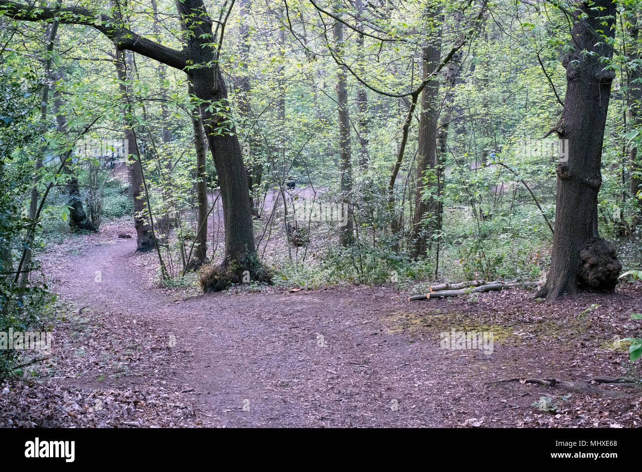 Trampled down path hi-res stock photography and images - Alamy