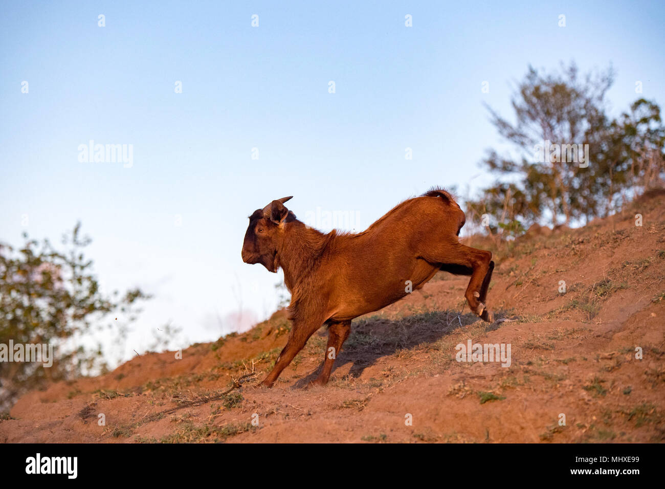 Goat running hi-res stock photography and images - Alamy