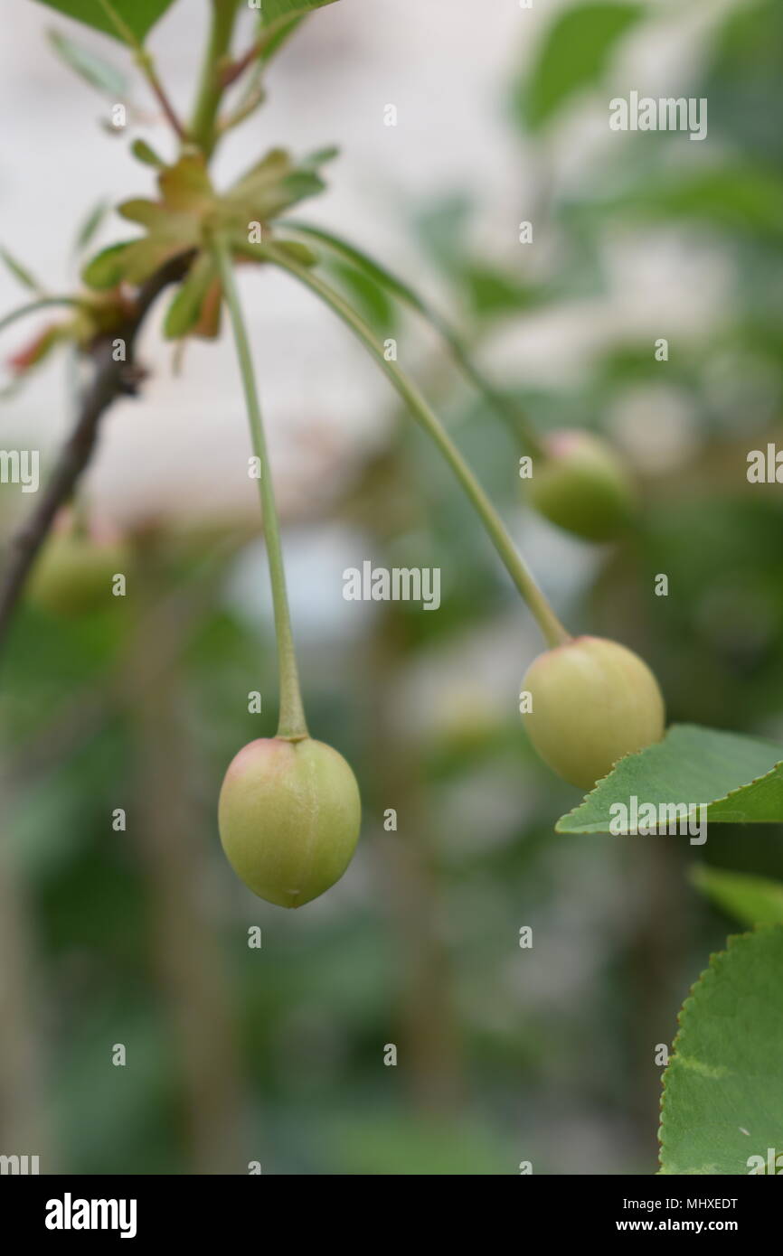 Two cherries growing on tree hi-res stock photography and images - Alamy