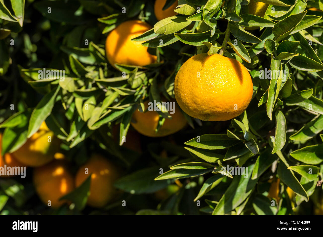Mandarin orange tree hi-res stock photography and images - Alamy