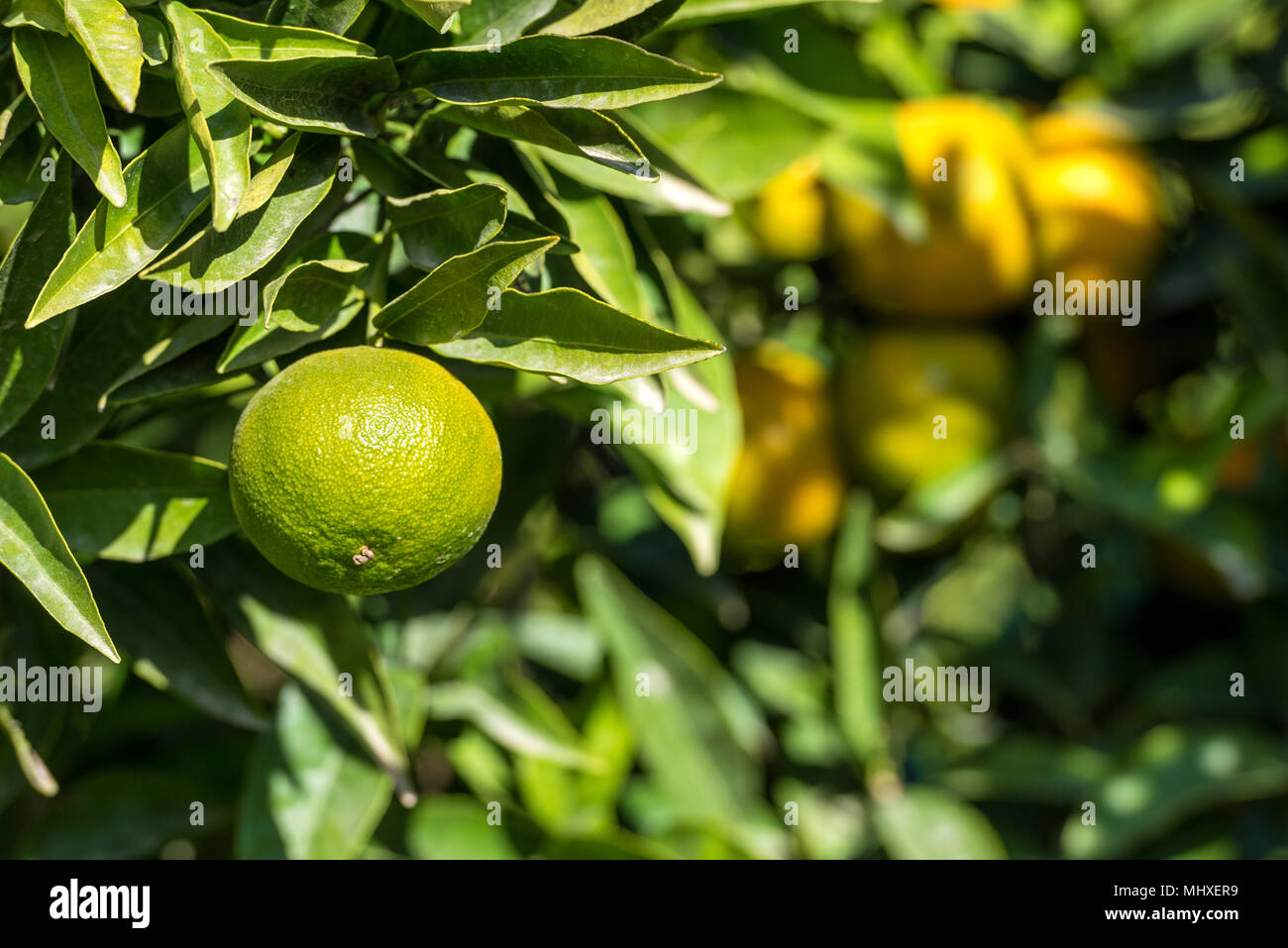 Mandarin orange tree hi-res stock photography and images - Alamy