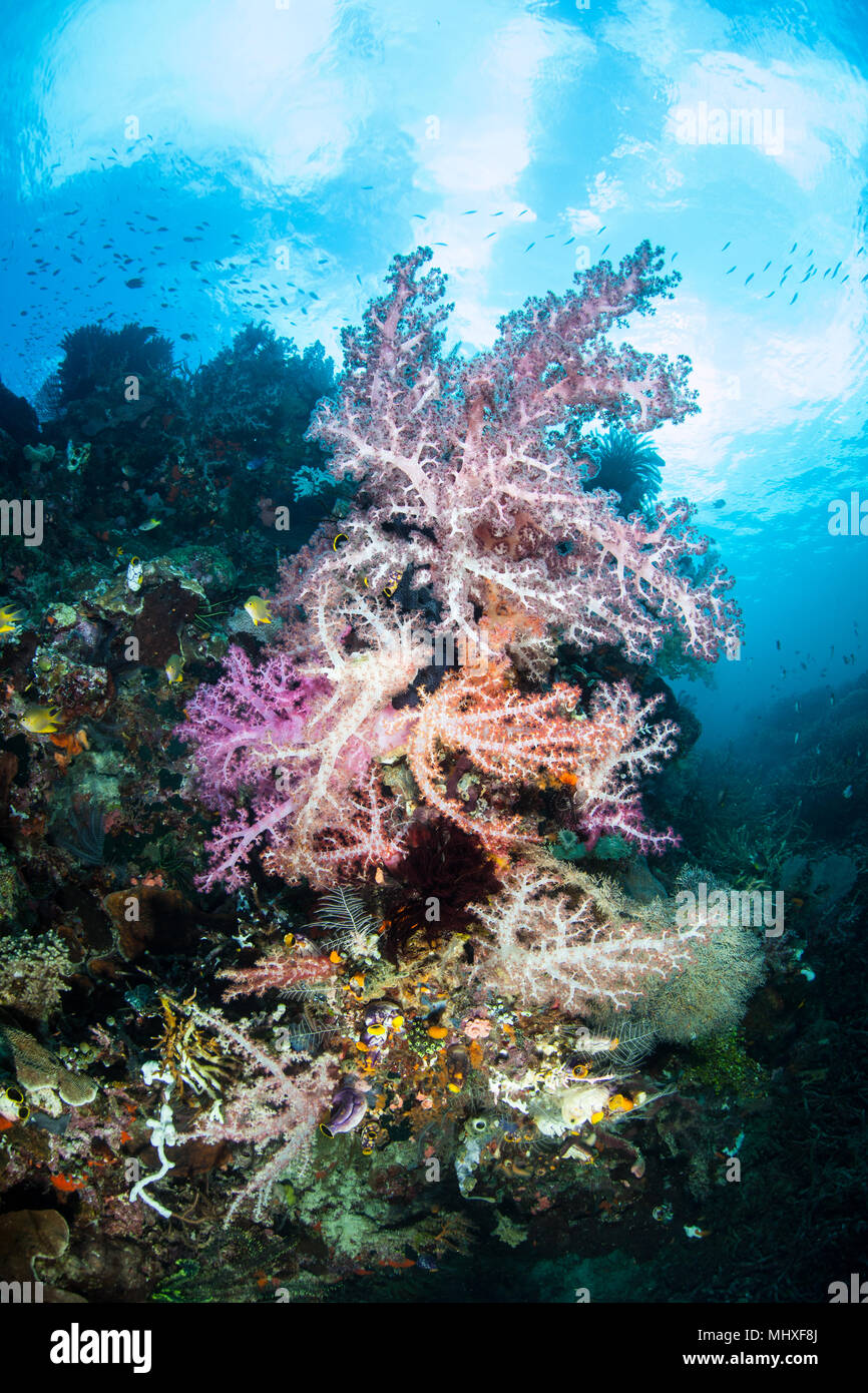 Beautiful soft corals grow on reef drop off in Raja Ampat, Indonesia ...