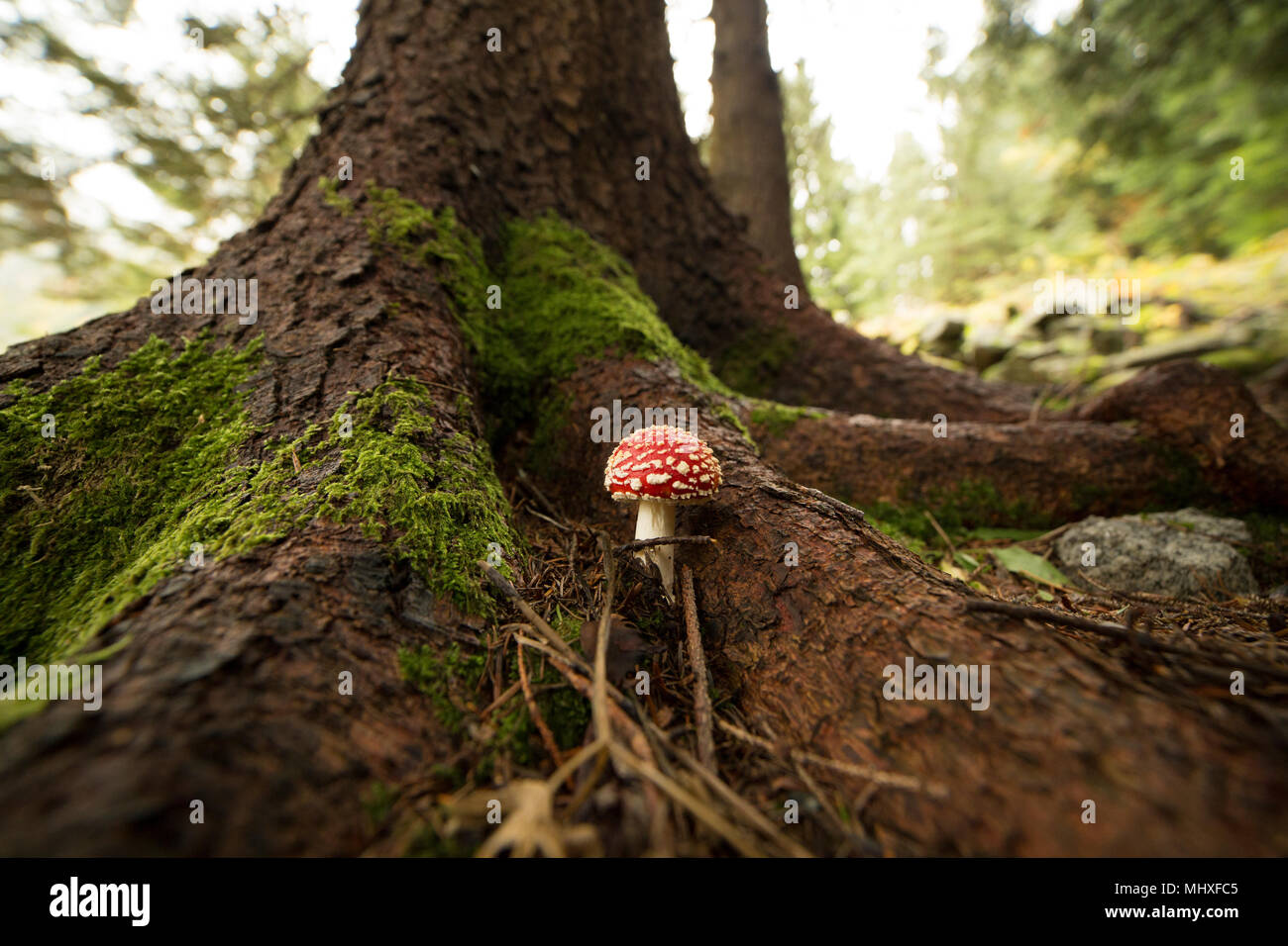 Hallucinogenic plant hi-res stock photography and images - Alamy