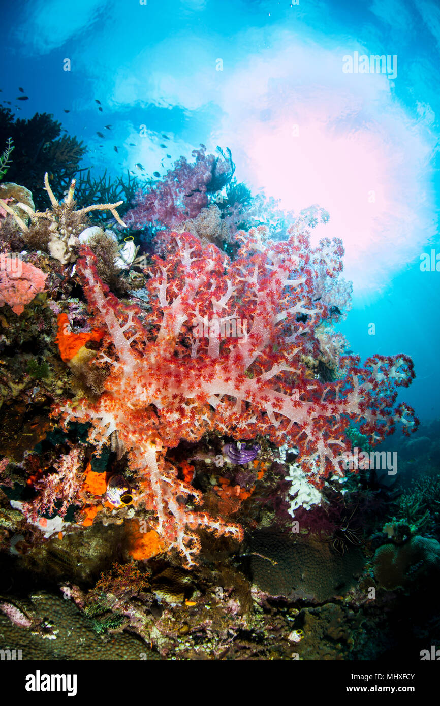 Beautiful soft corals grow on reef drop off in Raja Ampat, Indonesia ...
