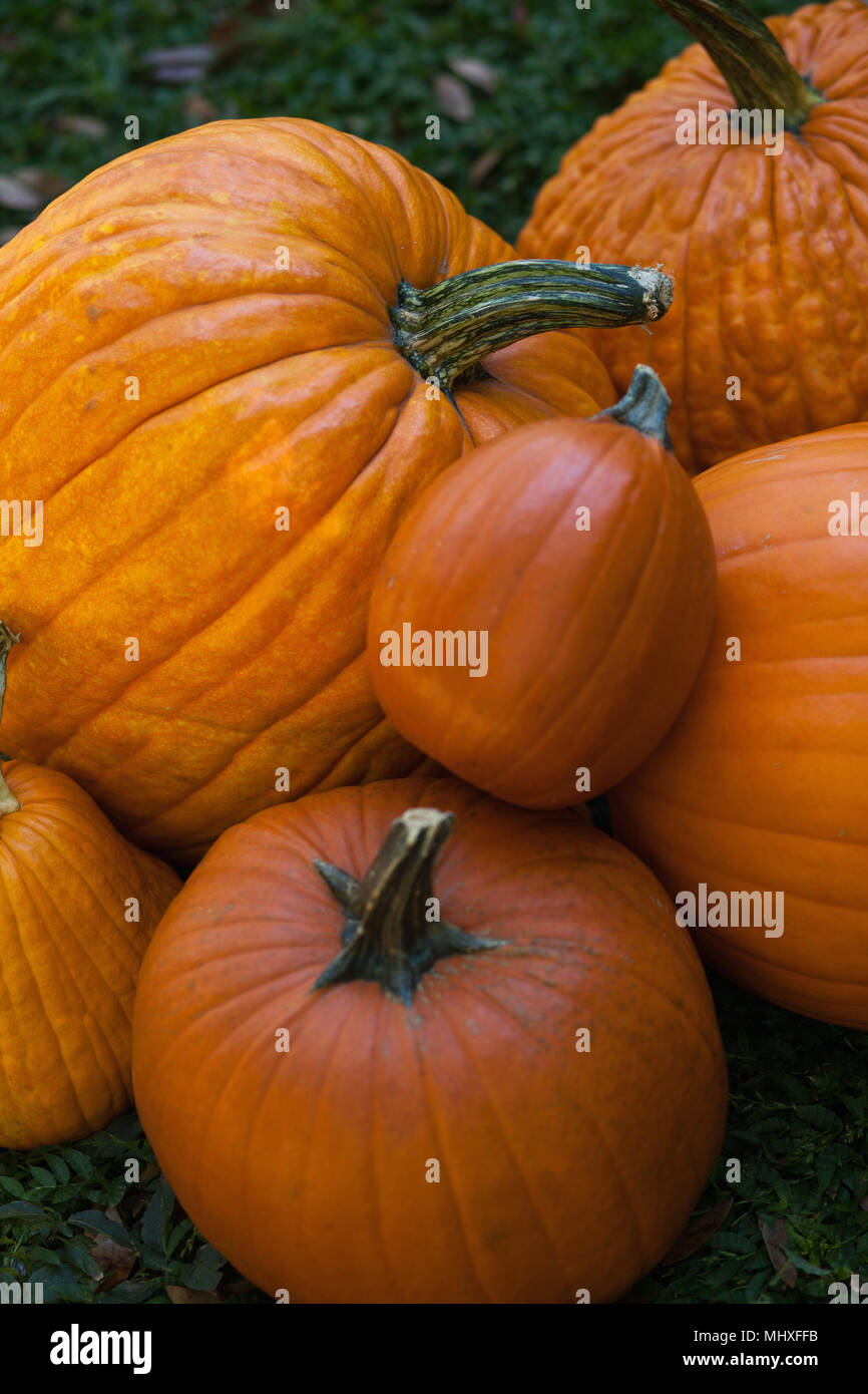 Pile of pumpkins hi-res stock photography and images - Alamy