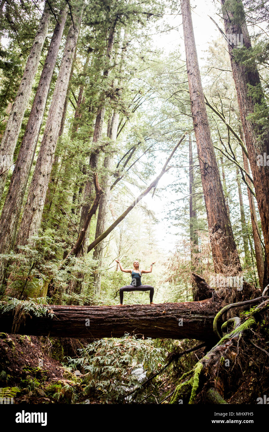 Log in forest hi-res stock photography and images - Alamy