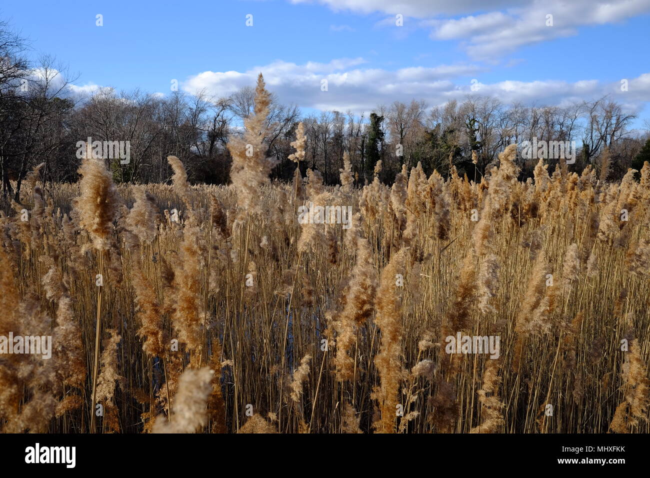 Phragmites in a Maryland wetland area Stock Photo - Alamy