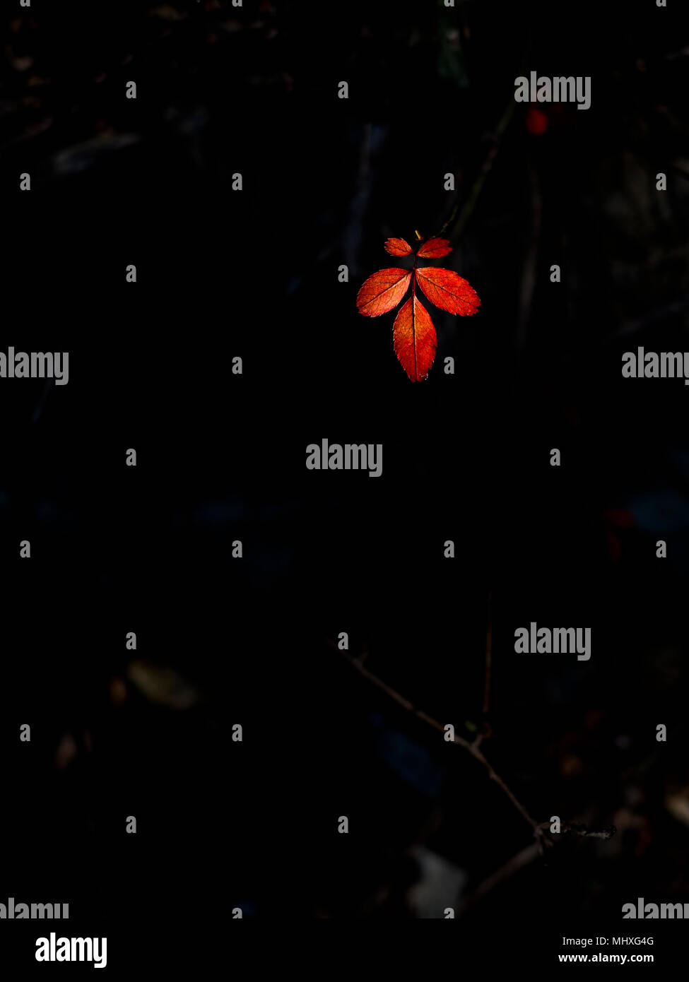 Five leaves hi-res stock photography and images - Alamy