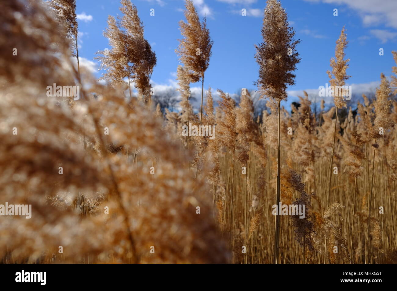 Phragmites in a Maryland wetland area Stock Photo - Alamy