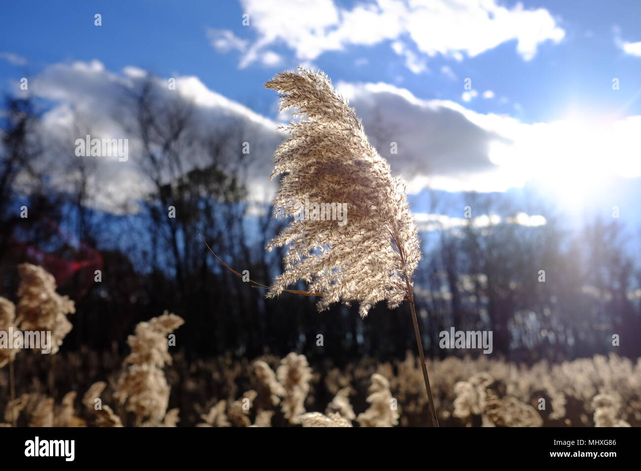 Phragmites in a Maryland wetland area Stock Photo - Alamy