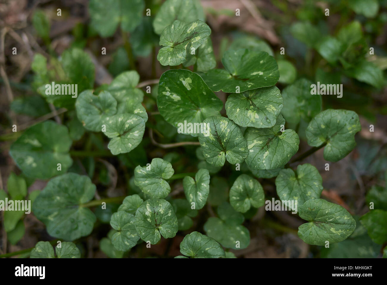 Foliage ficaria verna hi-res stock photography and images - Alamy