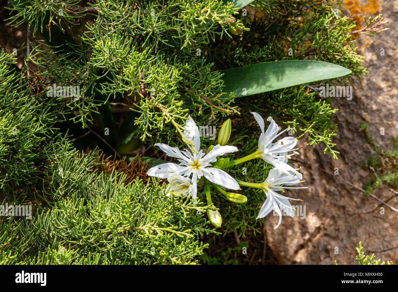 Diverse flora growing on the bow coast of Sardinia, Italy Stock Photo ...