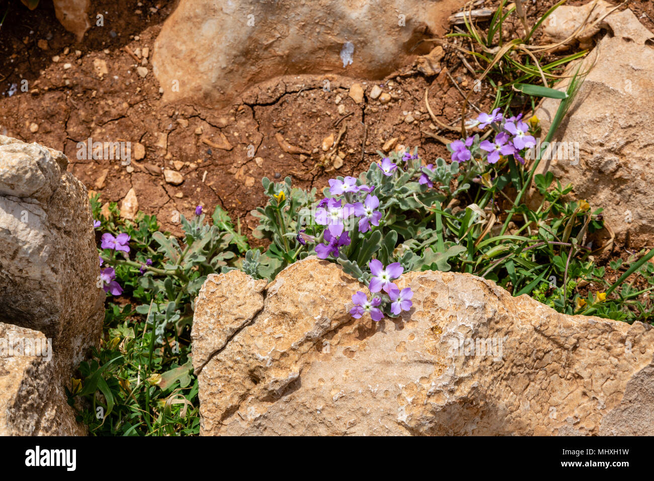 Diverse flora growing on the bow coast of Sardinia, Italy Stock Photo ...