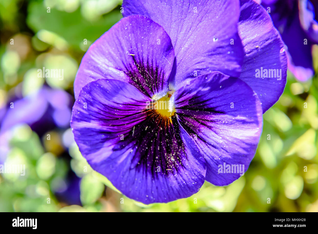 Purple viola tricolor hi-res stock photography and images - Alamy
