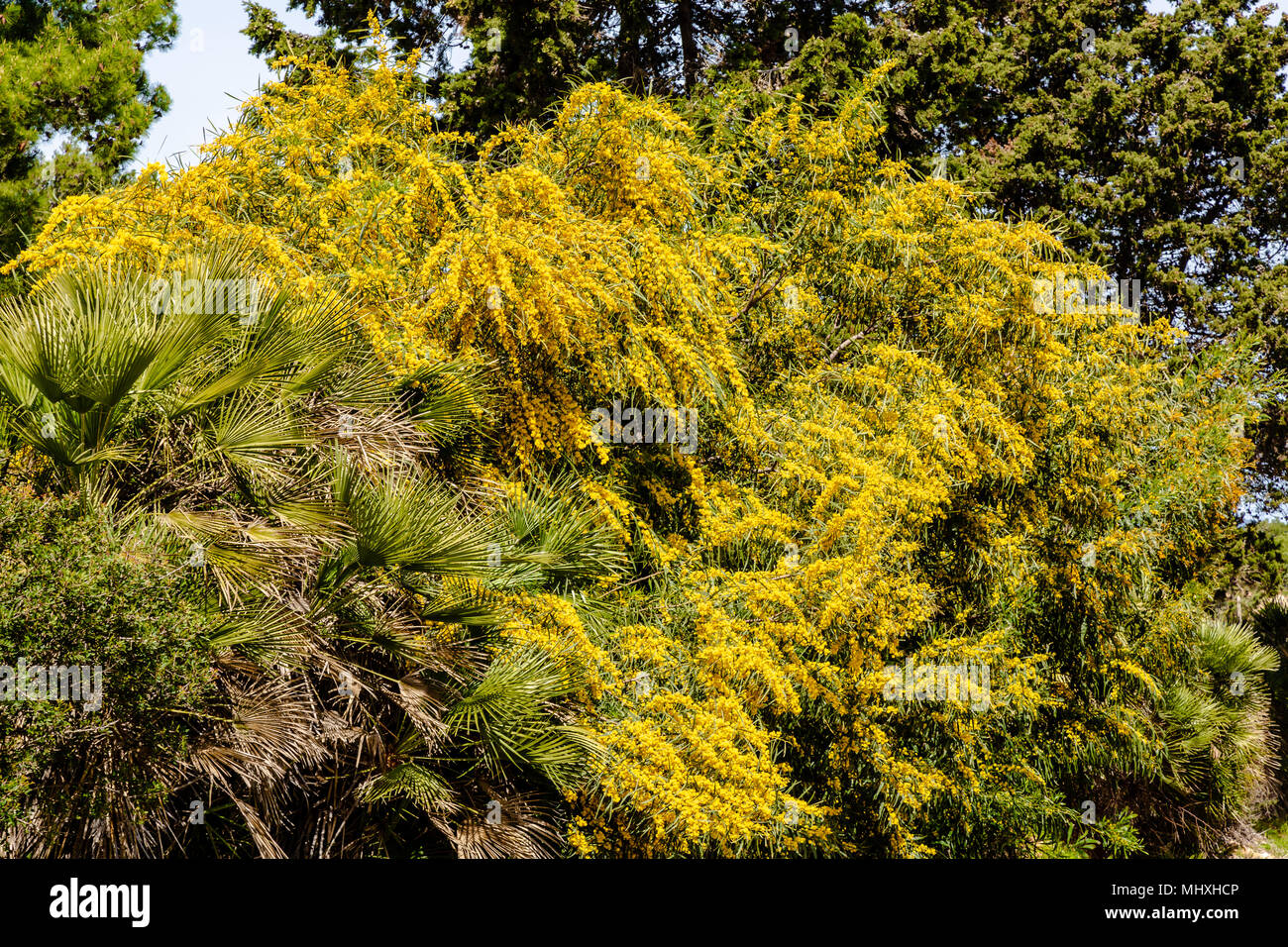 Diverse flora growing on the bow coast of Sardinia, Italy Stock Photo ...