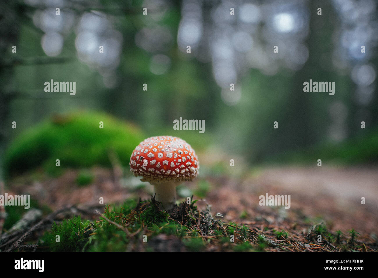 Close view of red toadstool on blurred wood background Stock Photo - Alamy