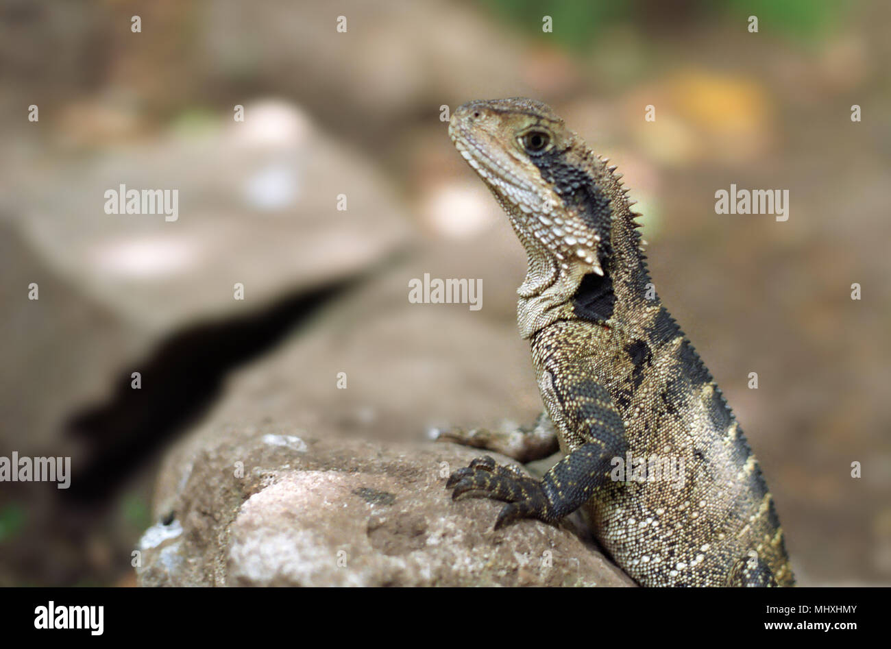 Goanna lizard hi-res stock photography and images - Alamy