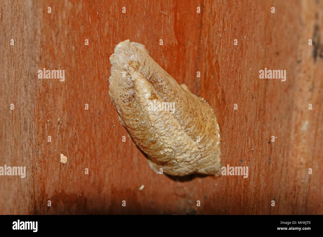 Mantis Ootheca High Resolution Stock Photography and Images - Alamy