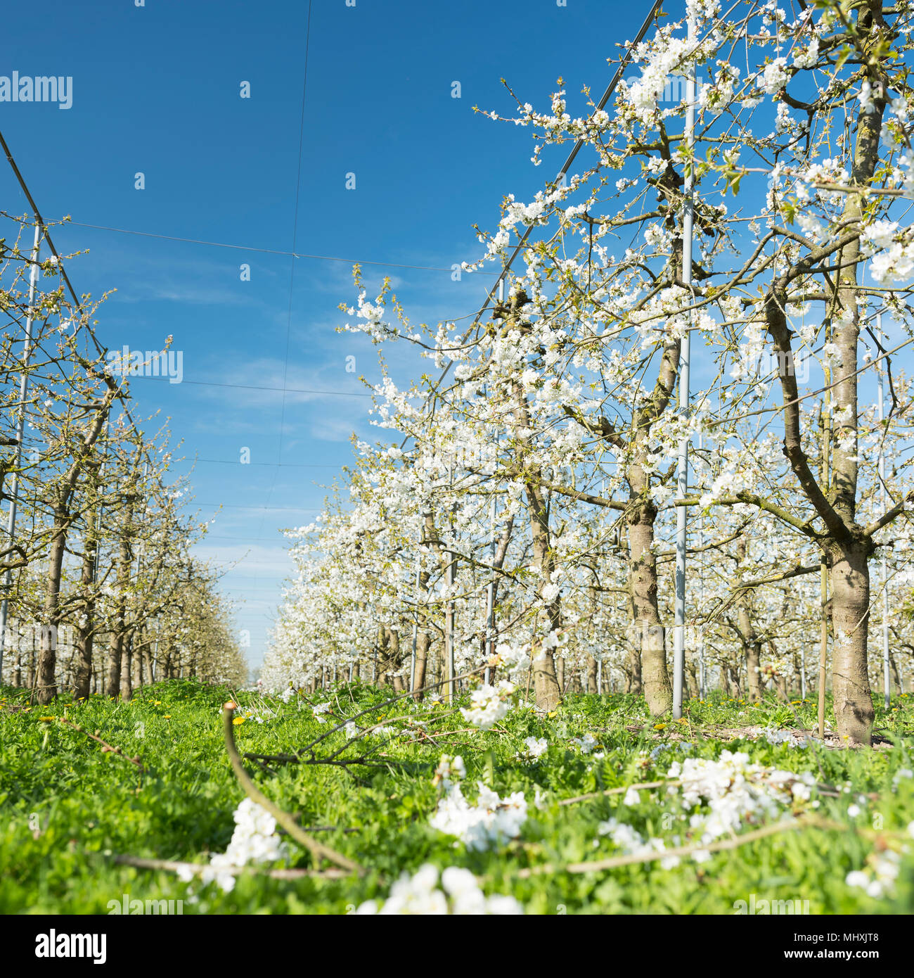 dutch orchard with blooming cherry trees in the netherlands near ...