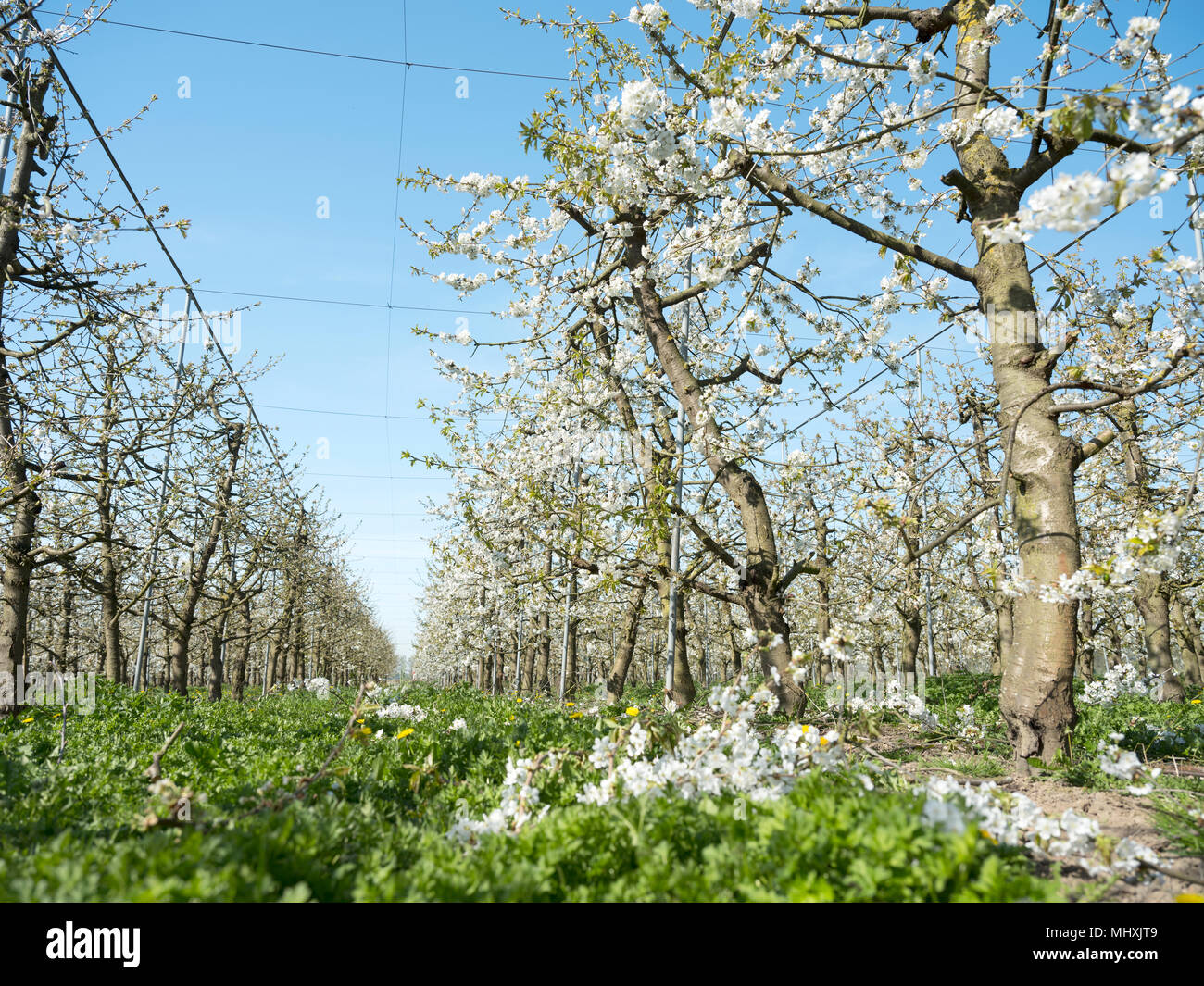dutch orchard with blooming cherry trees in the netherlands near ...