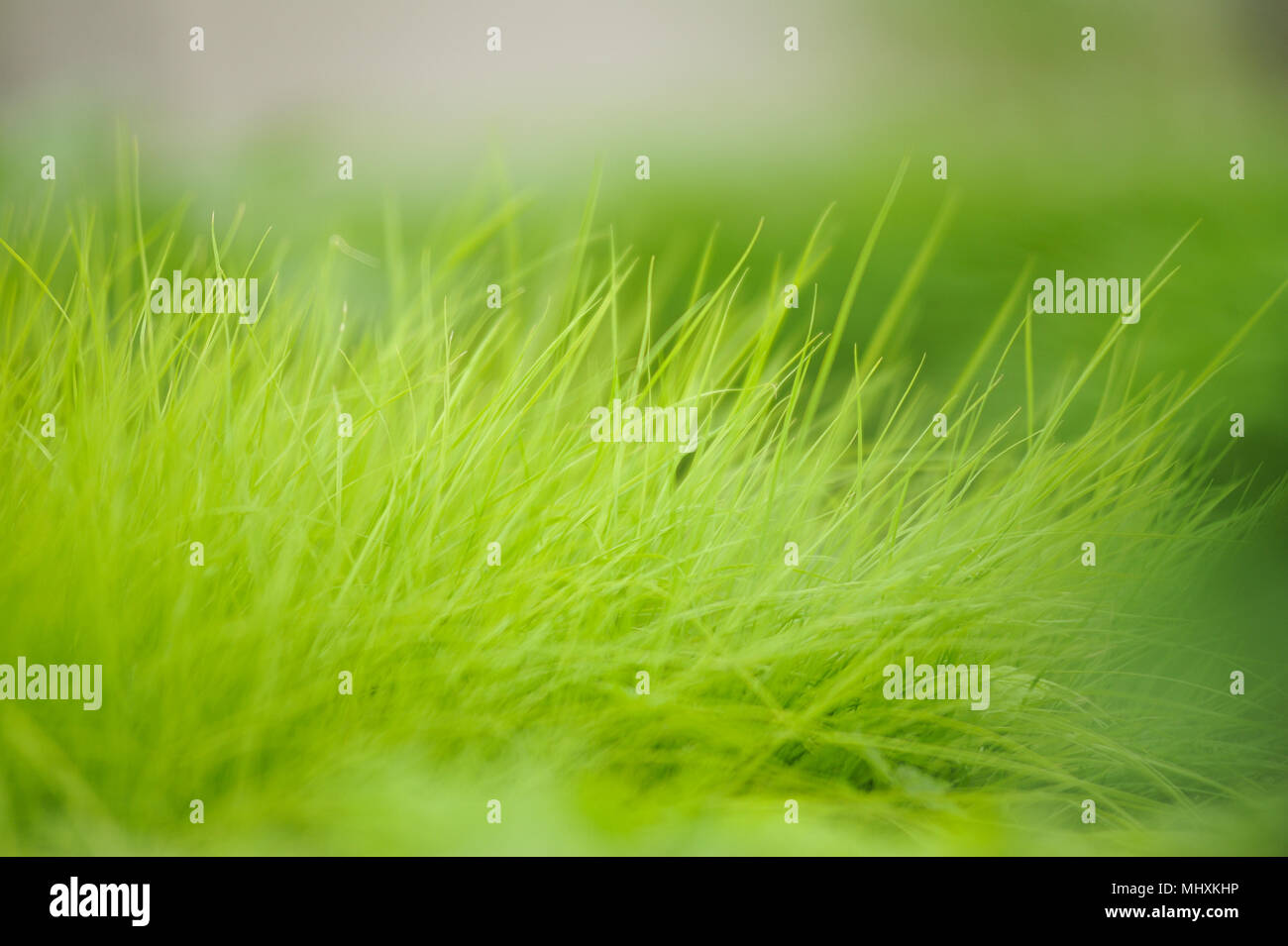 Fresh green pampas grass shoots. Cortaderia silver Stock Photo - Alamy